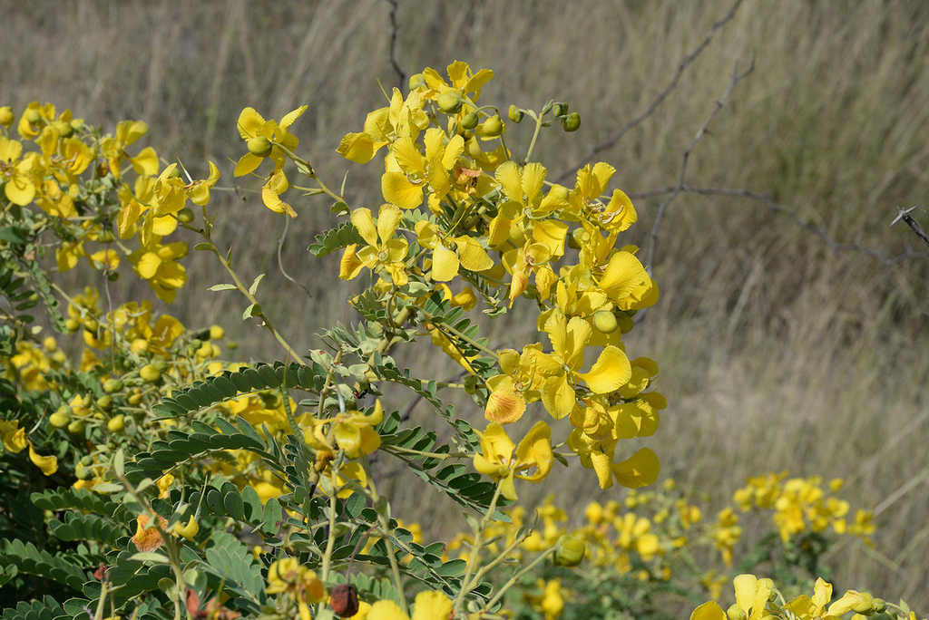 matura tea tree from Kutch, Gujarat, India on October 13, 2016 at 09:10 ...