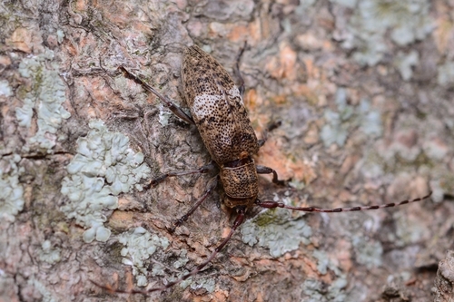 Sybra subfasciata · iNaturalist