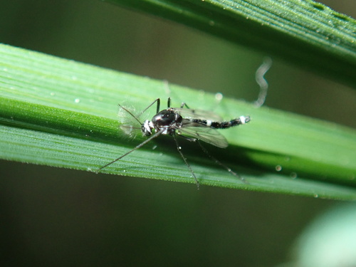 Procladius squamifer · iNaturalist