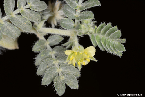 Tribulus alatus · iNaturalist