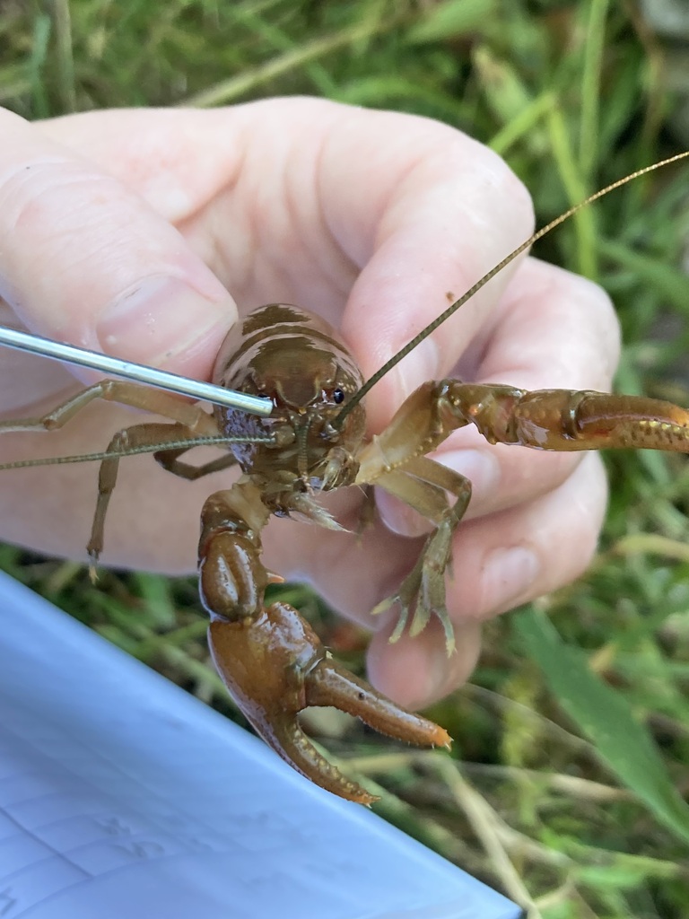 Eastern Crayfish from Simcoe County, ON, Canada on September 18, 2024 ...