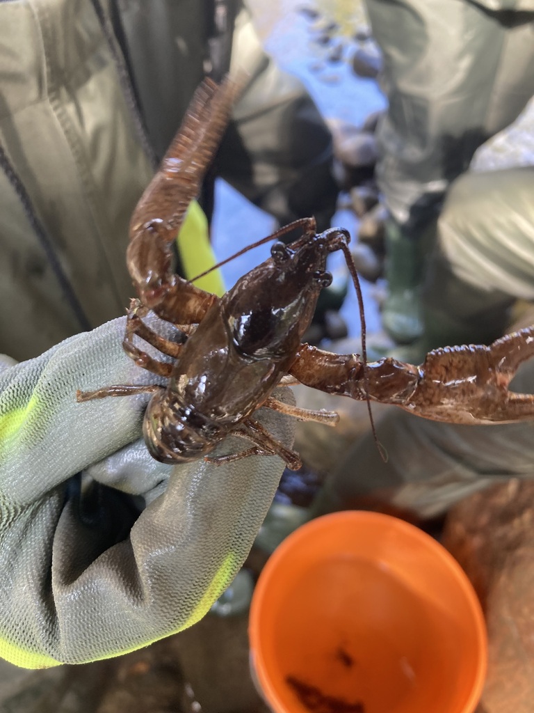 Northern Clearwater Crayfish from Simcoe County, ON, Canada on ...