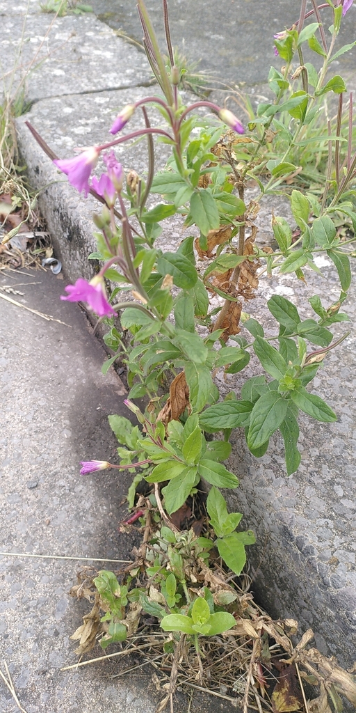 Great Willowherb from Inns Court, Bristol BS4 1TB, UK on August 24 ...