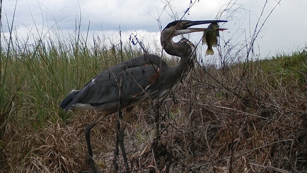 Warmouth in September 2024 by Alex Romer · iNaturalist