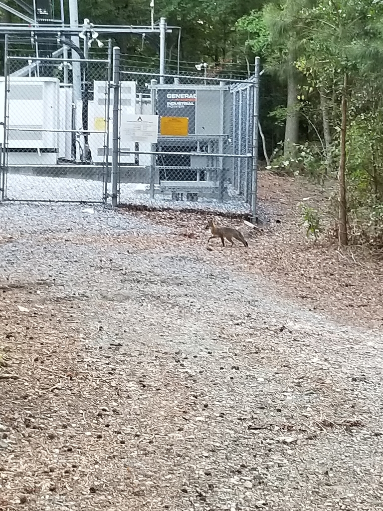 Gray Fox from Selbyville, DE 19975, USA on June 27, 2019 at 07:29 PM by ...