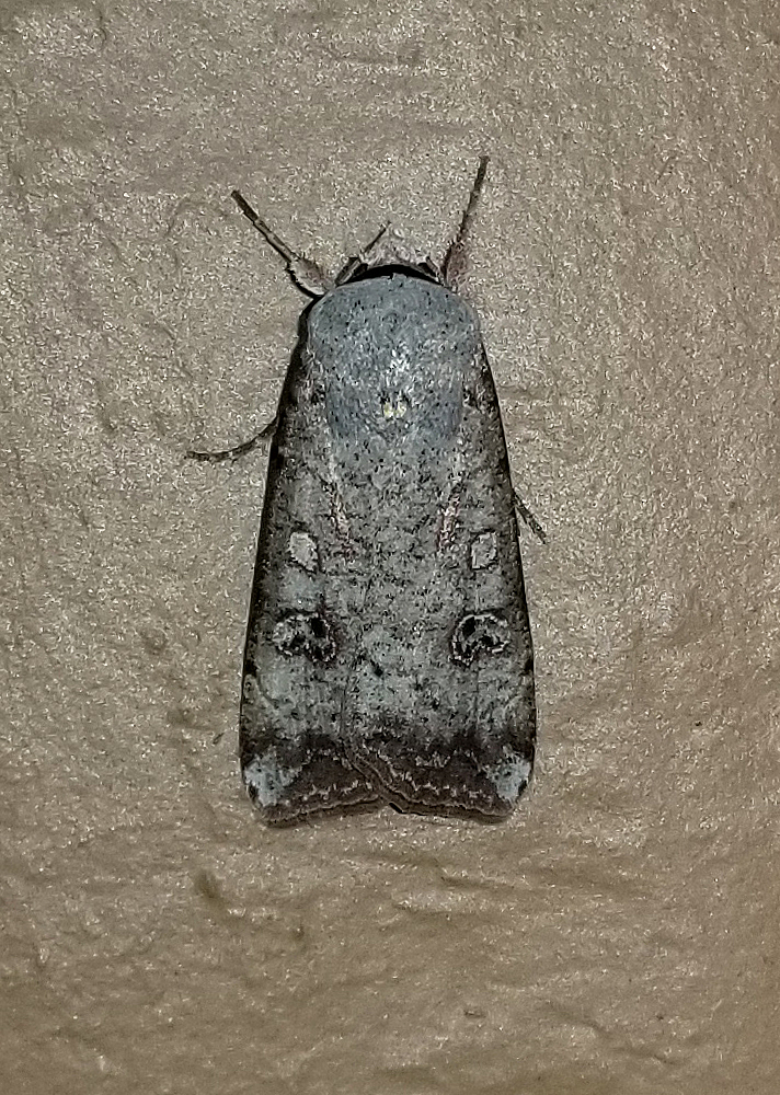 Green Cutworm Moth from Fentress County, TN, USA on September 18, 2024 ...