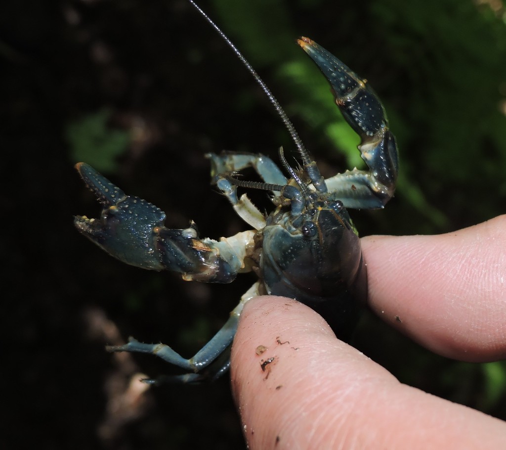 Upland Burrowing Crayfish from Grayson County, VA, USA on June 26, 2019 ...
