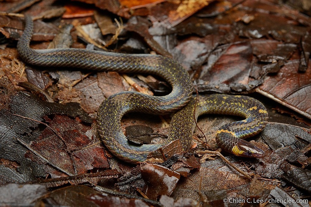 Cantor's Dwarf Reed Snake (Pseudorabdion longiceps) - Snakes and Lizards