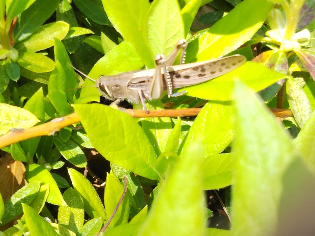 Patanga japonica from 日本、〒525-0058 滋賀県草津市野路東 on April 12, 2021 at 11:45 ...