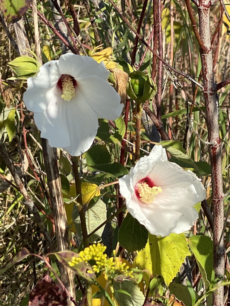 swamp rose mallow from W Western Reserve Rd, Canfield, OH, US on ...