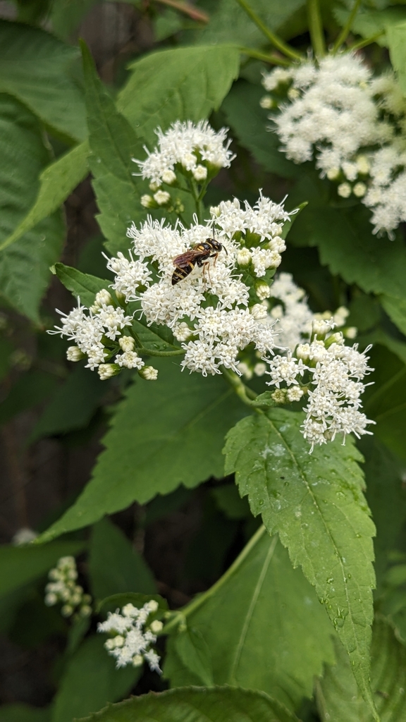 Hump-backed Beewolf from Teele Square, Somerville, MA 02144, USA on ...