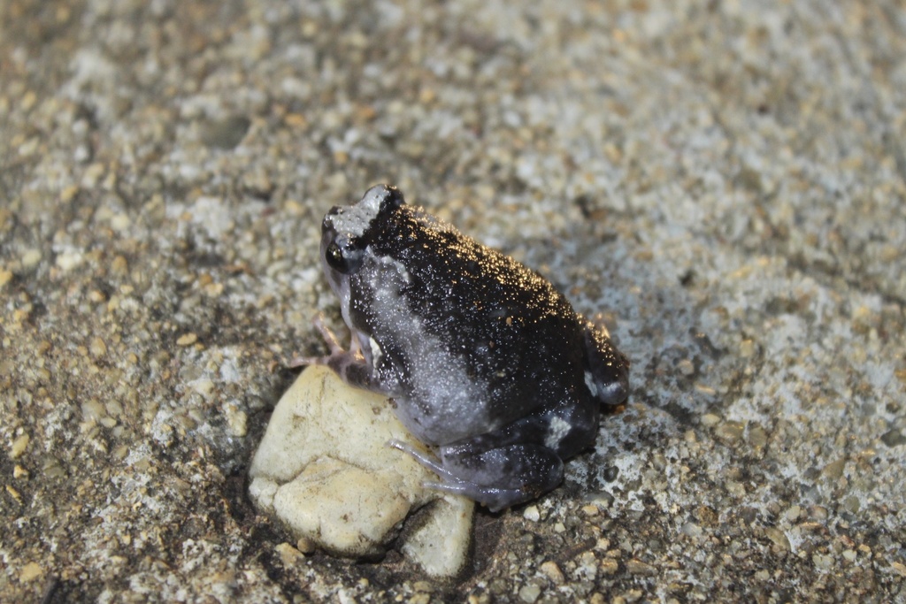 Asian Painted Frog from Lum Sum, Sai Yok, Kanchanaburi, TH on September ...