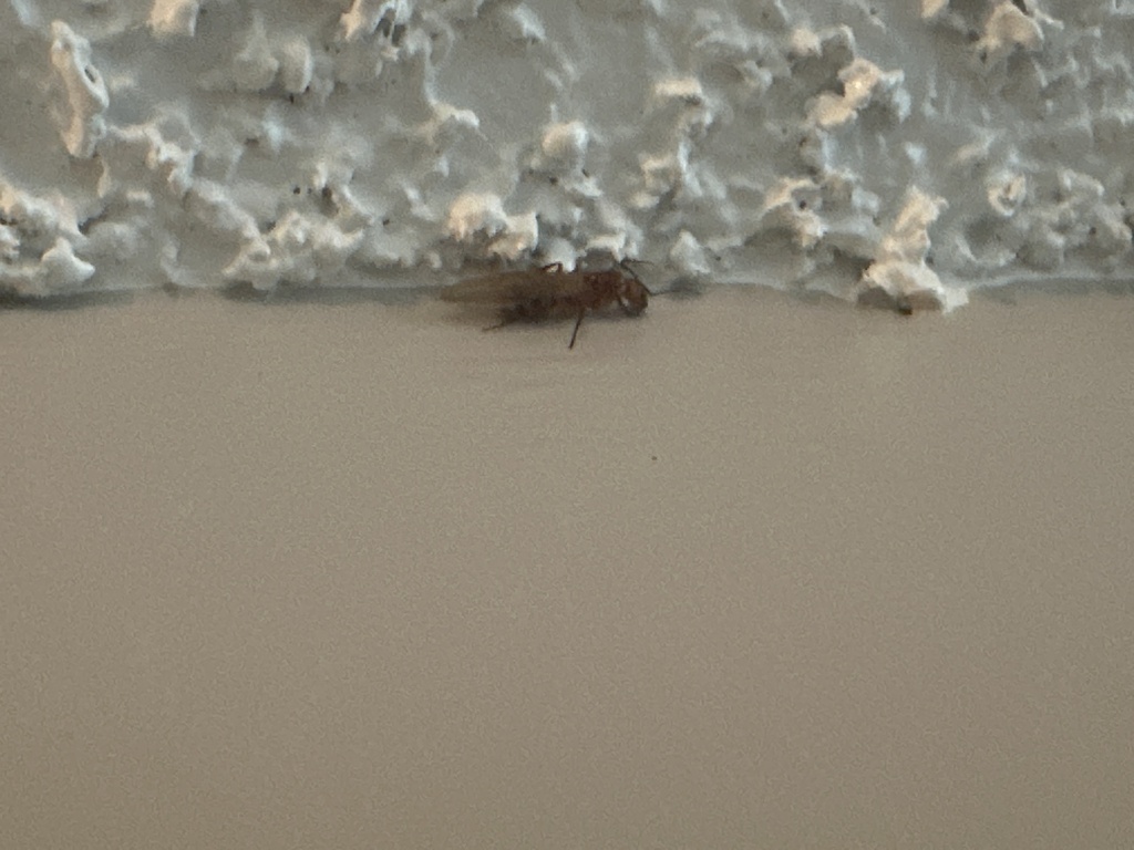 Hawaiian Carpenter Ant from Oʻahu, Honolulu, HI, US on September 19 ...
