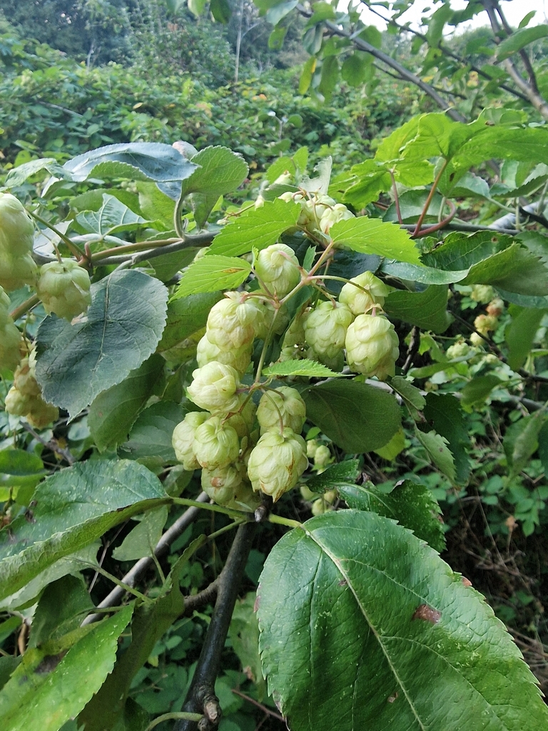 roses, elms, figs, and allies from Roding Lane South Pumping Station ...