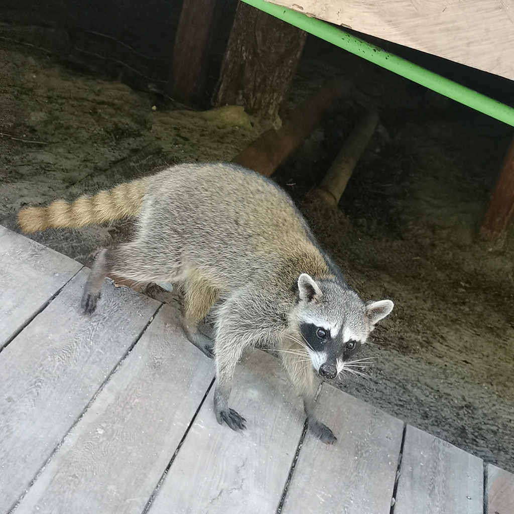 Pygmy Raccoon from Cozumel, Q.R., México on September 17, 2024 at 03:31 ...