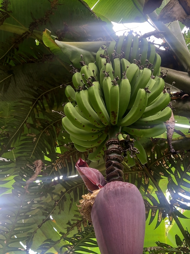 Cavendish banana from Archidona, EC-NA, EC on September 19, 2024 at 10: ...