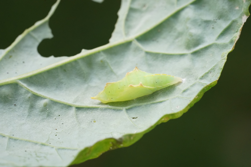 Small White in September 2024 by Kristina Kidd · iNaturalist