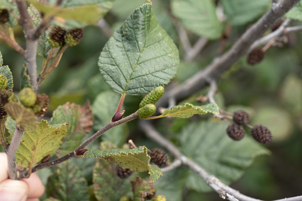 green alder from Parc National Des Grands-Jardins, Lac-Pikauba, QC, CA ...