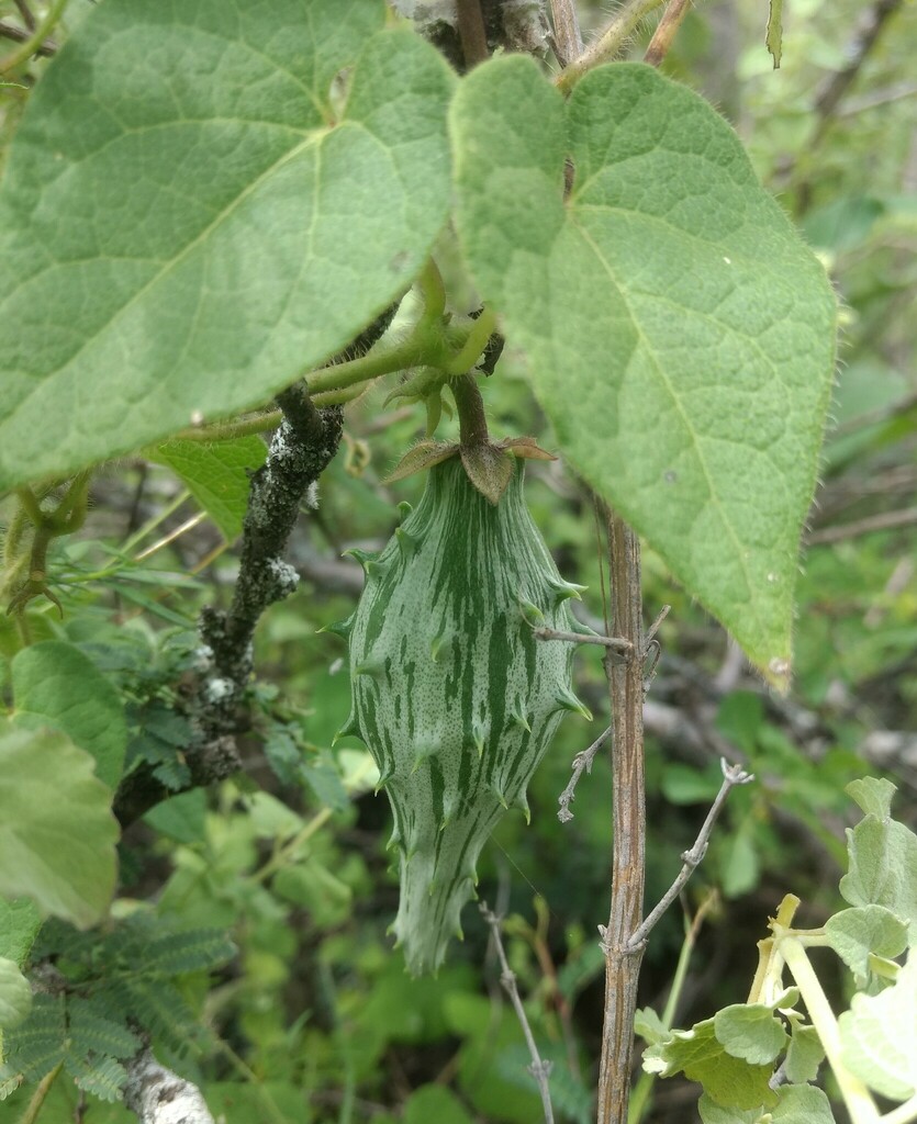 Dictyanthus reticulatus from San Bartolo Coyotepec, Oax., México on ...