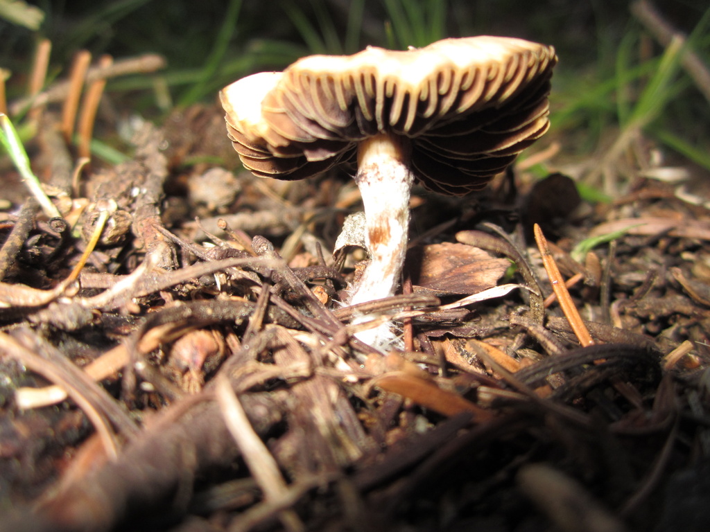 Psilocybe aztecorum in September 2024 by Mycobri · iNaturalist