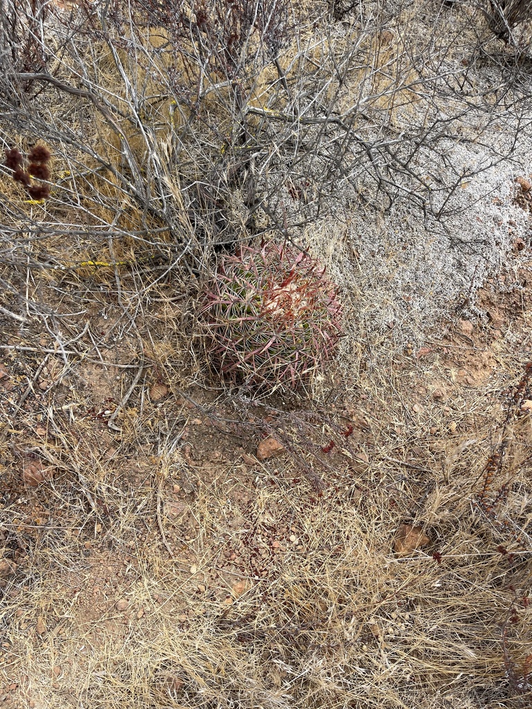 San Diego Barrel Cactus in September 2024 by Daniel Hetzel · iNaturalist