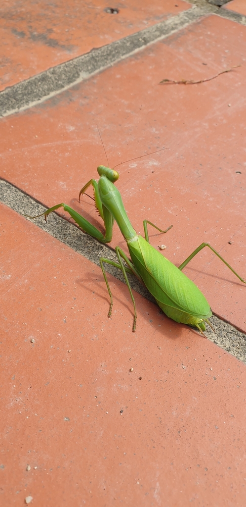 Hierodula chinensis from Thượng Yên Công, Tp. Uông Bí, Quảng Ninh ...