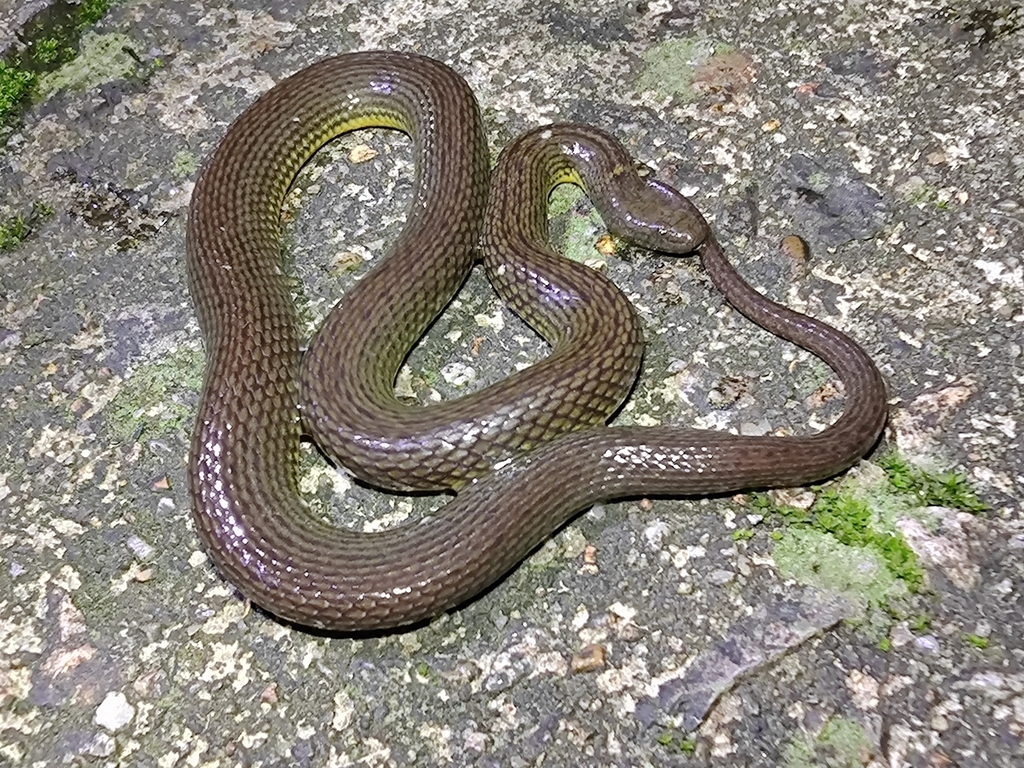 Shenzhen Mountain Stream Snake in August 2024 by 朱雪婷. 同一地点不同个体 ...