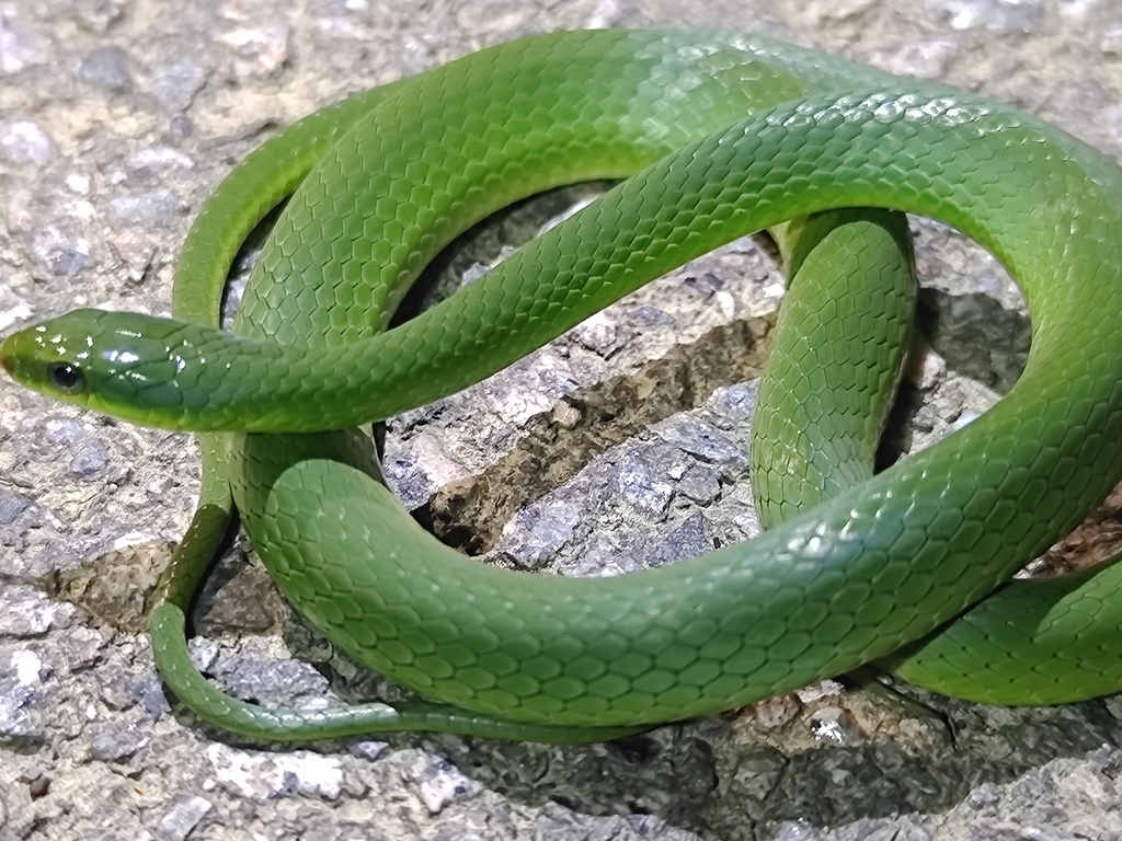 Chinese Green Snake from 广东省深圳市罗湖区凤凰台 on August 10, 2024 at 12:19 AM by ...