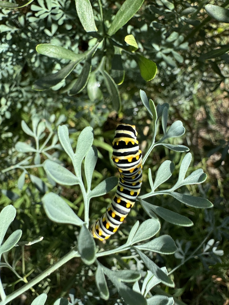 Black Swallowtail from S Vermont Ave, Independence, MO, US on September ...