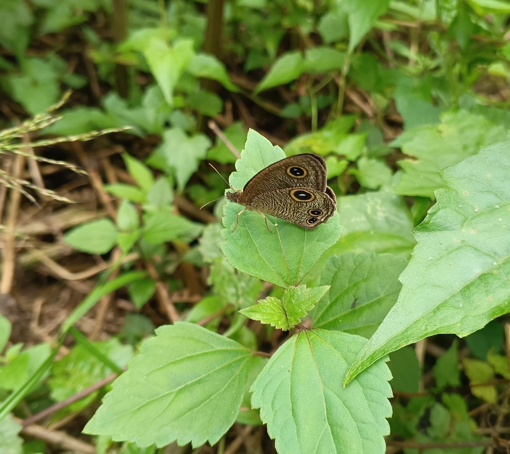 Ring Butterflies from WFP7+7RQ, Panbu Forest, West Bengal 734005, India ...