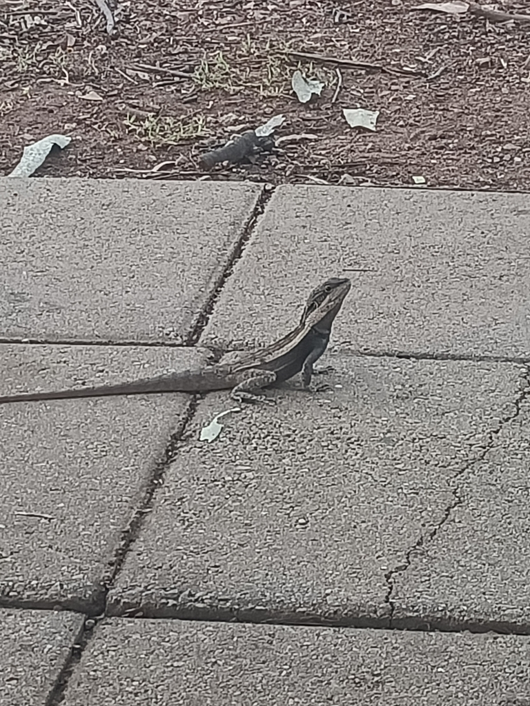 Gilbert's Dragon from Nitmiluk NT 0852, Australia on September 19, 2024 ...