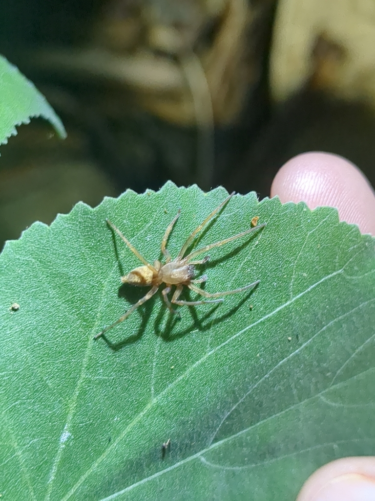 Dionycha clade spiders from Burnt Pine 2899, Norfolk Island on ...