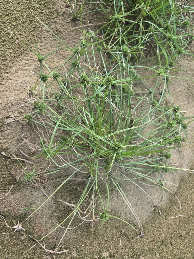 Cyperus michelianus pygmaeus from 337台灣桃園市大園區南港里 on September 20, 2024 ...