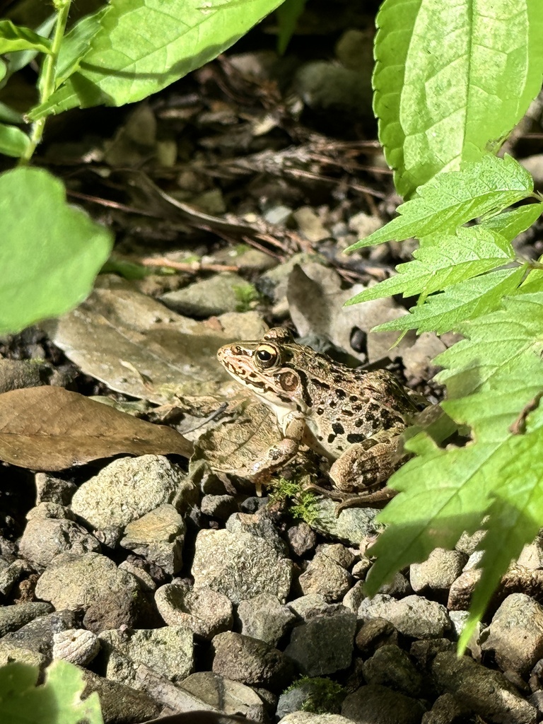 Daruma Pond Frog from Honshu, Echizen, Fukui, JP on September 18, 2024 ...