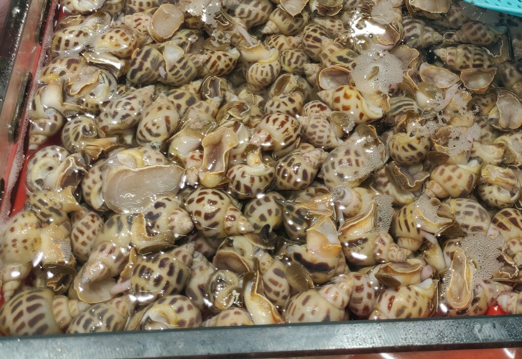 Spotted Babylon Snail from 中国浙江省杭州市 on September 20, 2024 at 11:37 AM ...