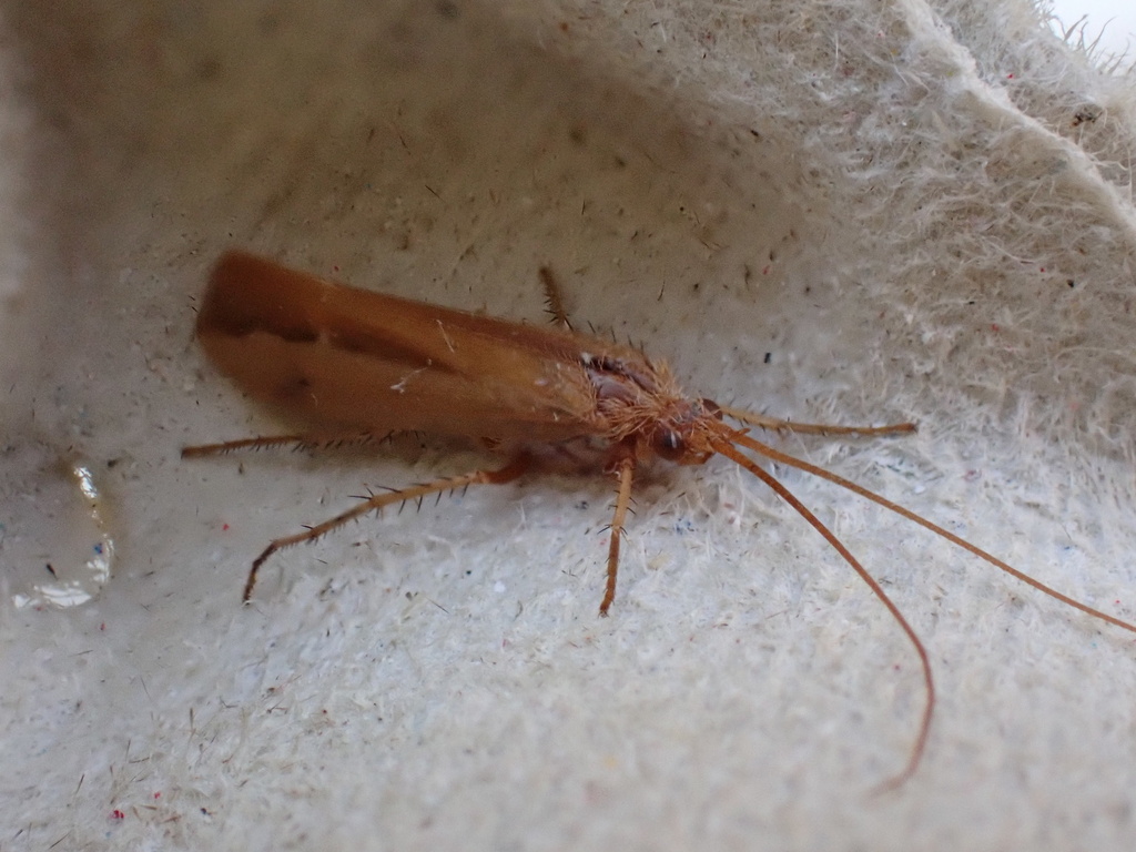 Limnephilus in September 2024 by King Chan · iNaturalist
