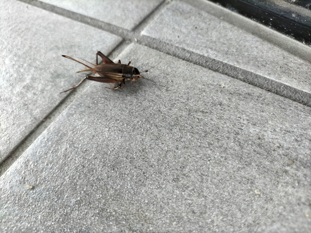 Emma Field Cricket from 日本 〒919-0632 on September 20, 2024 at 12:27 PM ...