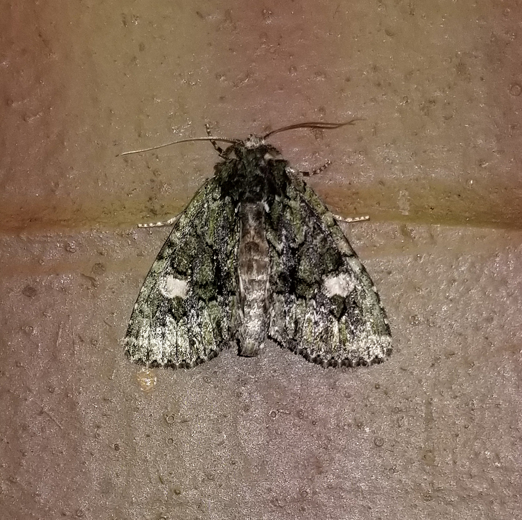 Spotted Phosphila Moth from Fentress County, TN, USA on September 19 ...