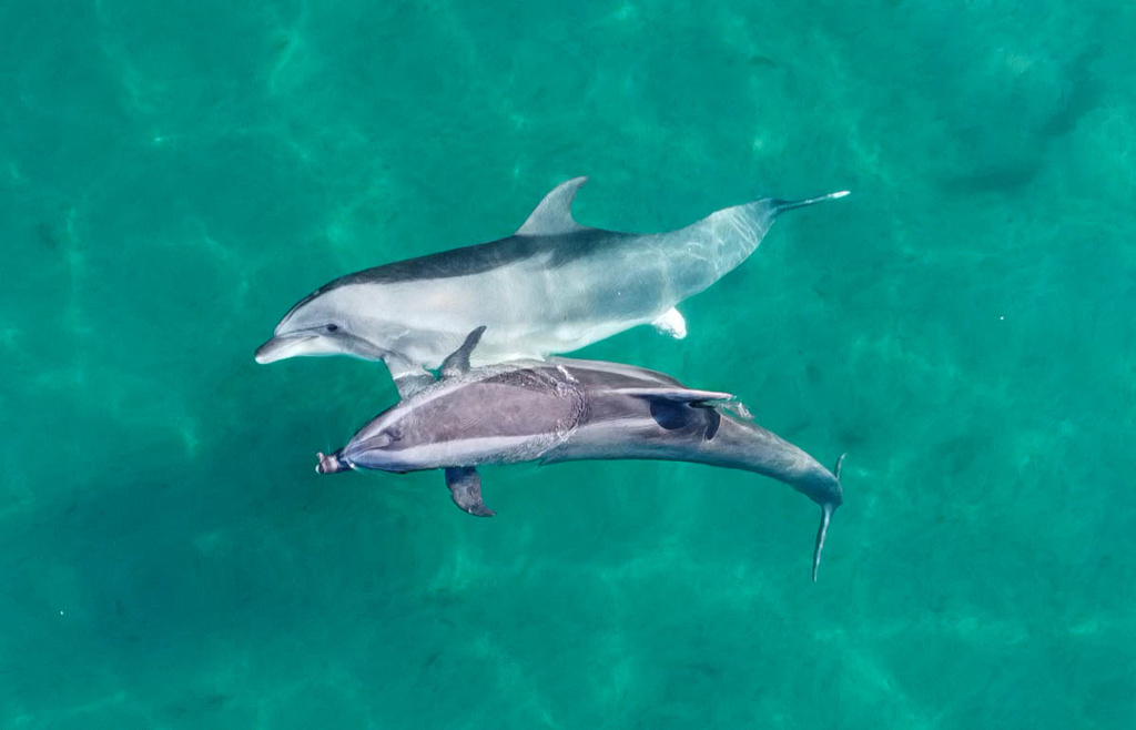 Common Bottlenose Dolphin from North Pacific Ocean, CA, US on February ...