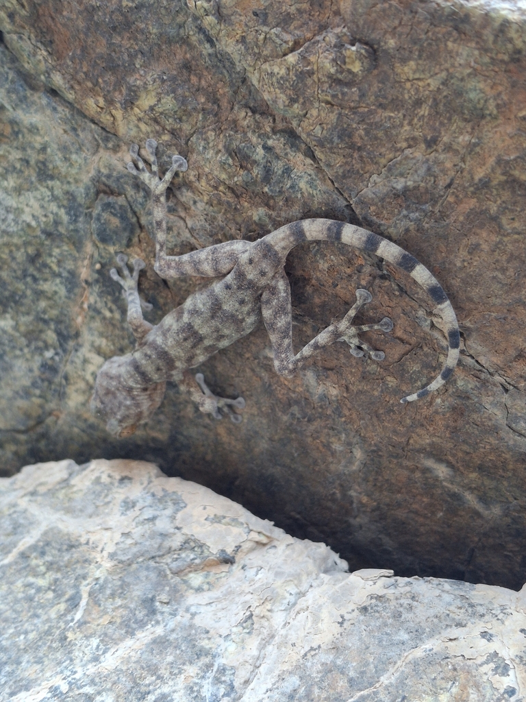 Eastern Arabian Fan-toed Gecko from Al Wurai‘ah - Fujairah - United ...