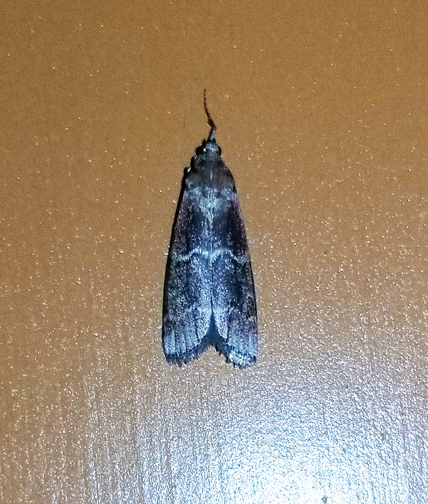 Root Collar Borer Moth from Fentress County, TN, USA on September 19 ...