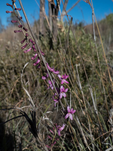 Cyphia triphylla · iNaturalist