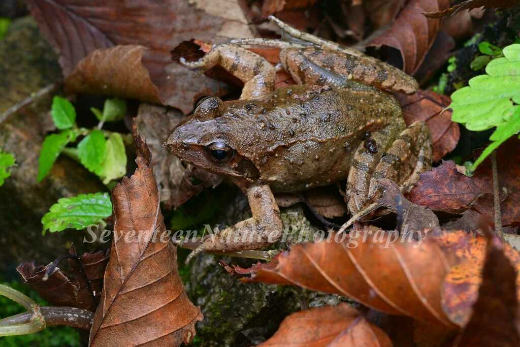 Huaiyuan Brown Frog from 中国安徽省安庆市岳西县鹞落坪 邮政编码: 246652 on September 15 ...