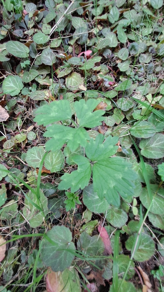 Creeping buttercup from Tavistock PL19 8JR, UK on September 20, 2024 at ...