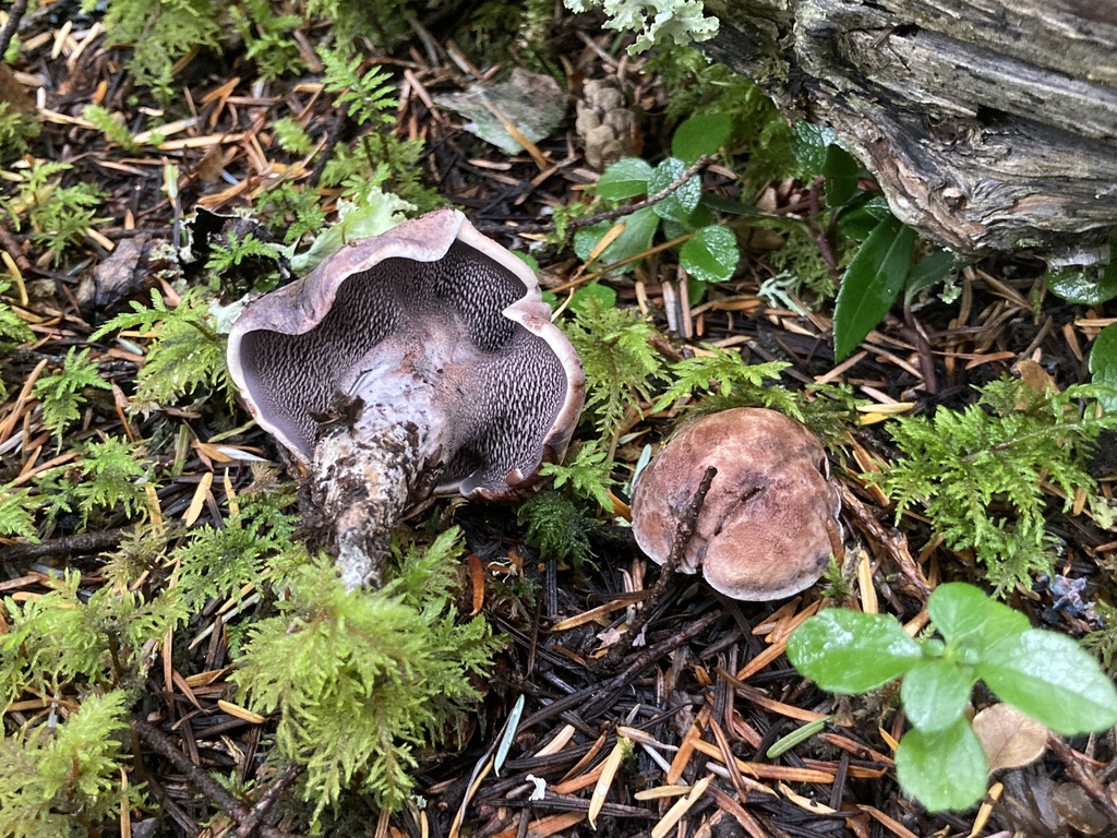 Sarcodon rimosus from Fraser Valley, BC, CA on September 14, 2024 at 12 ...