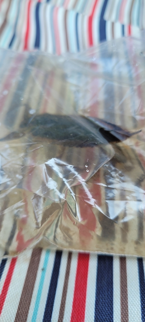 American Giant Water Bug from Lewis Township, PA, USA on September 20 ...