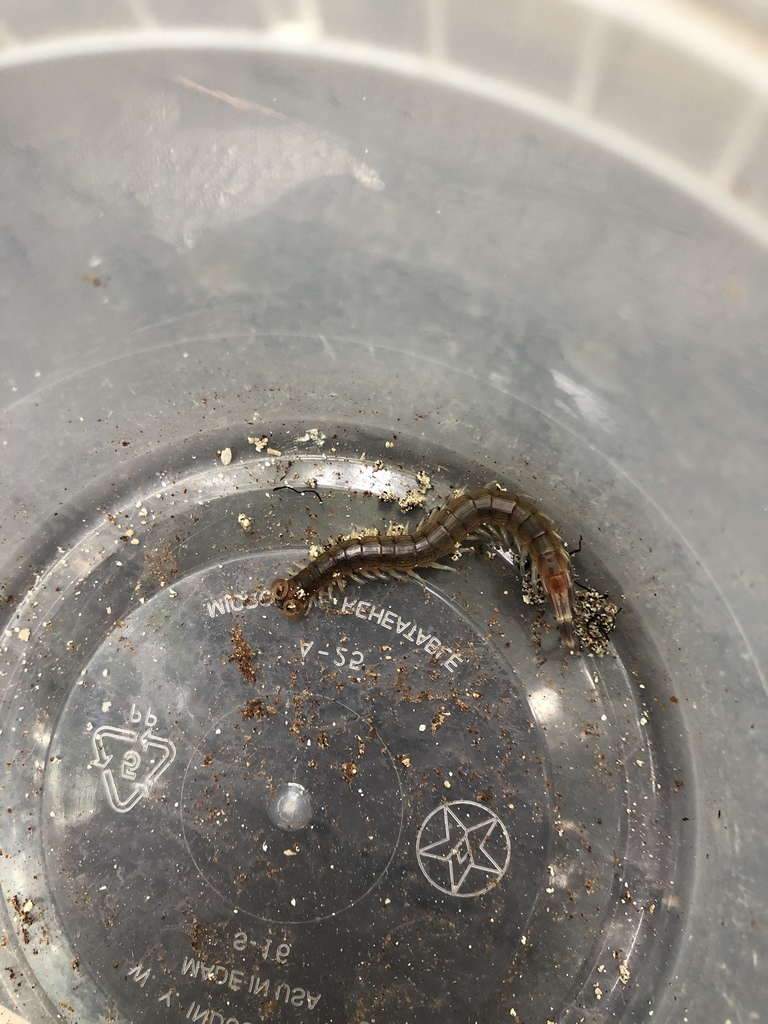 Scolopendrid Centipedes from Philippine Sea, , Palau, PW on June 17 ...
