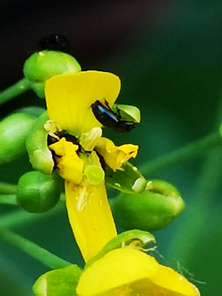 Cucujoidea from Borehamwood, UK on June 28, 2019 at 05:02 PM by Adam ...