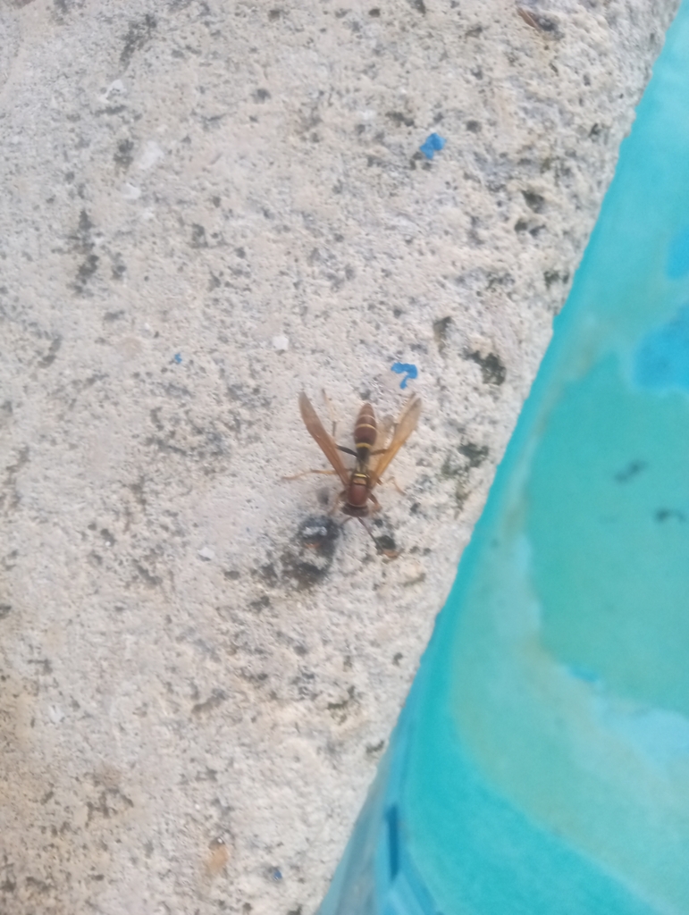 Caribbean Paper Wasp from Pedro Brand, DO-SD, DO on September 20, 2024 ...