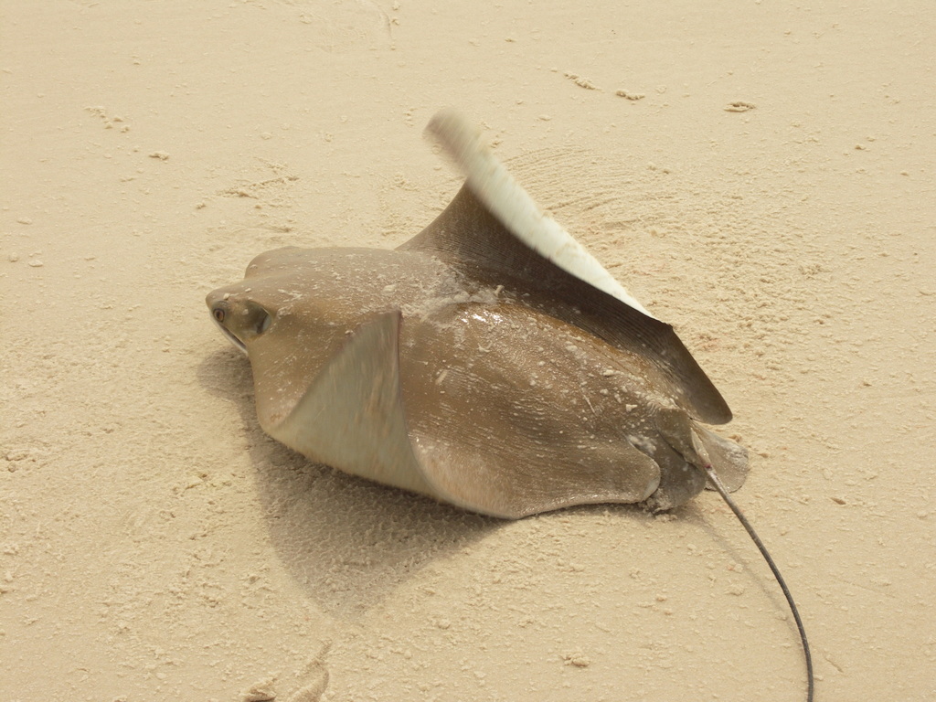 Cownose Ray in May 2006 by Ray Wilhite. KONICA MINOLTA DIGITAL CAMERA ...
